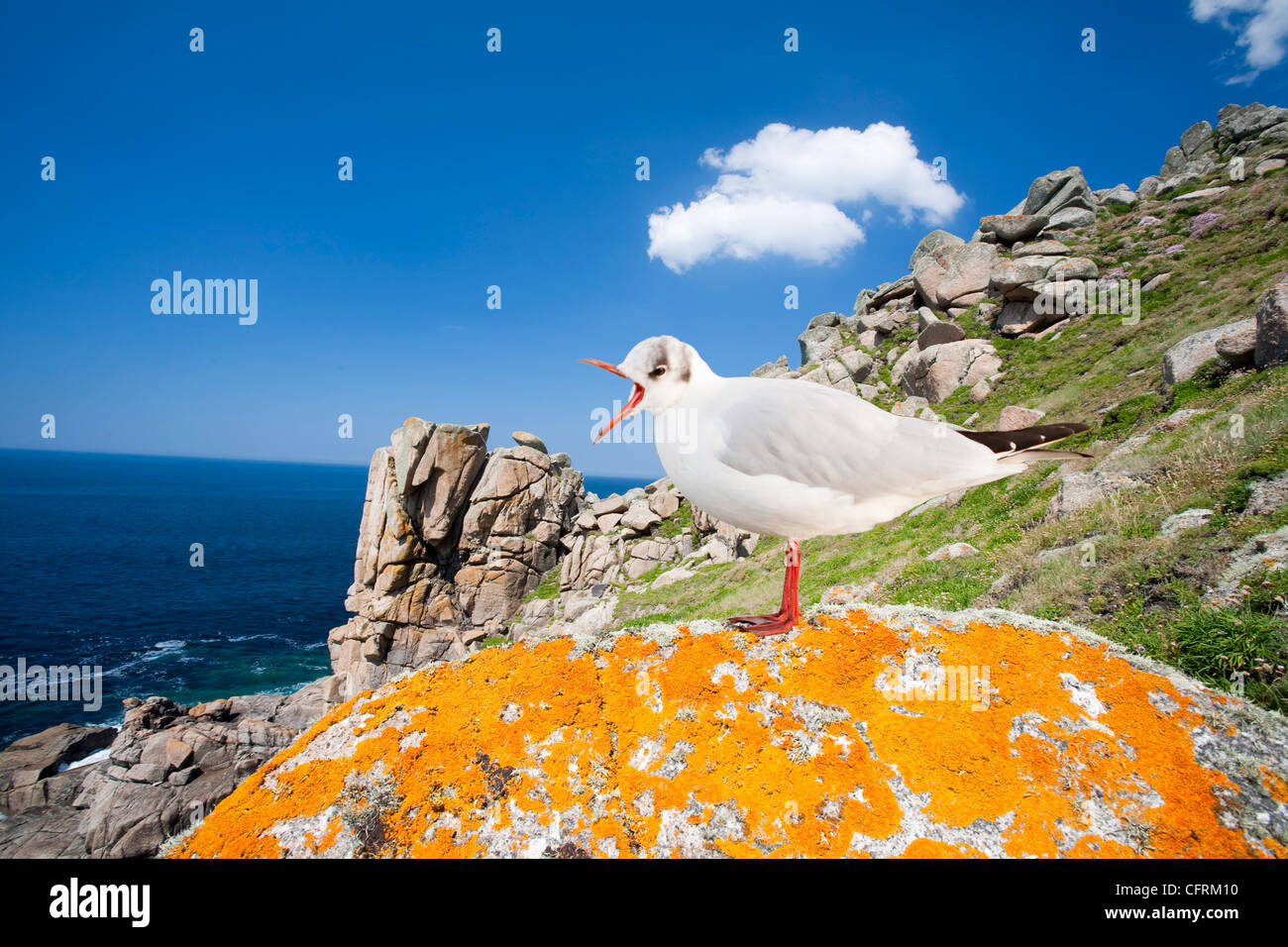 Cornish coastal scenery near Cape Cornwall, UK Stock Photo - Alamy