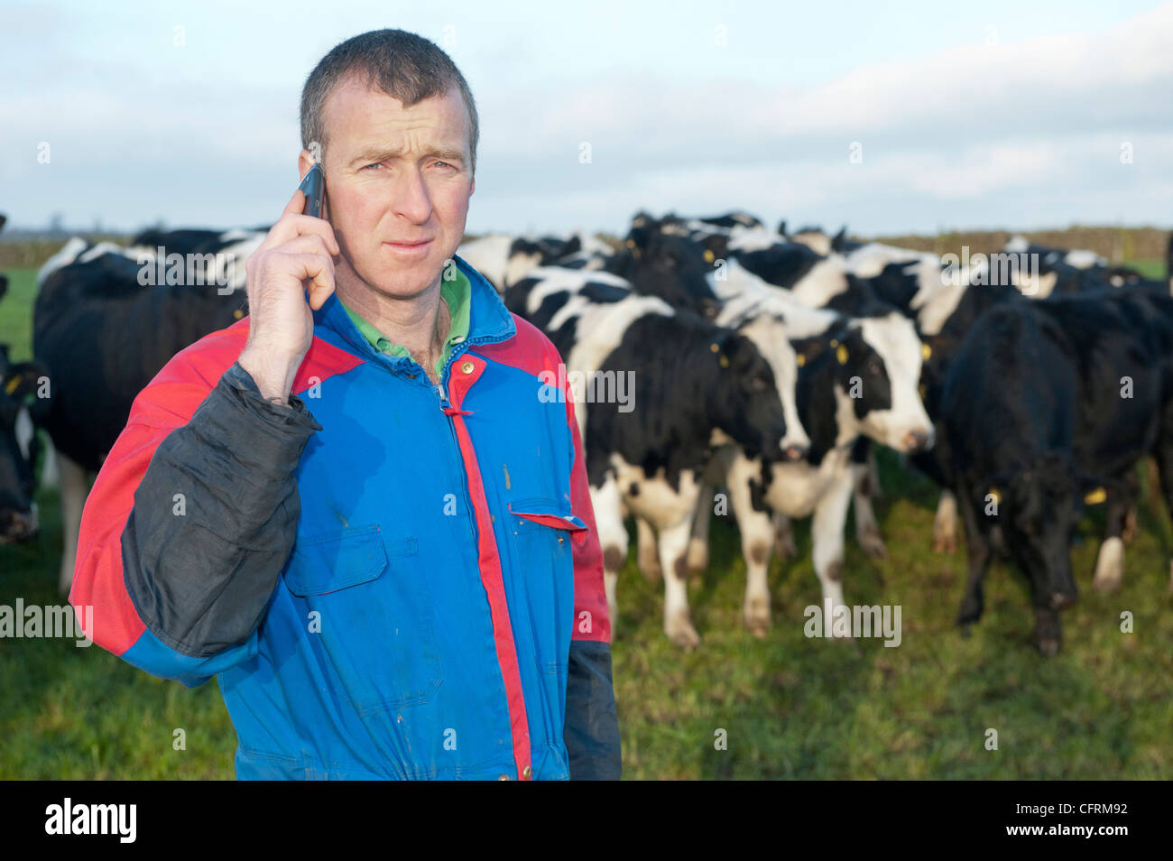 Farmer in field on mobile telephone, with herd of cattle behind Stock ...