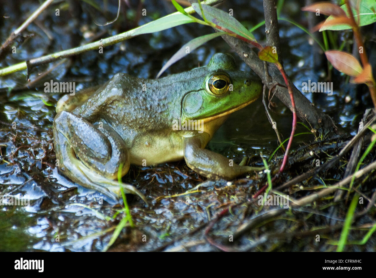 Amphibian bullfrog hi-res stock photography and images - Alamy