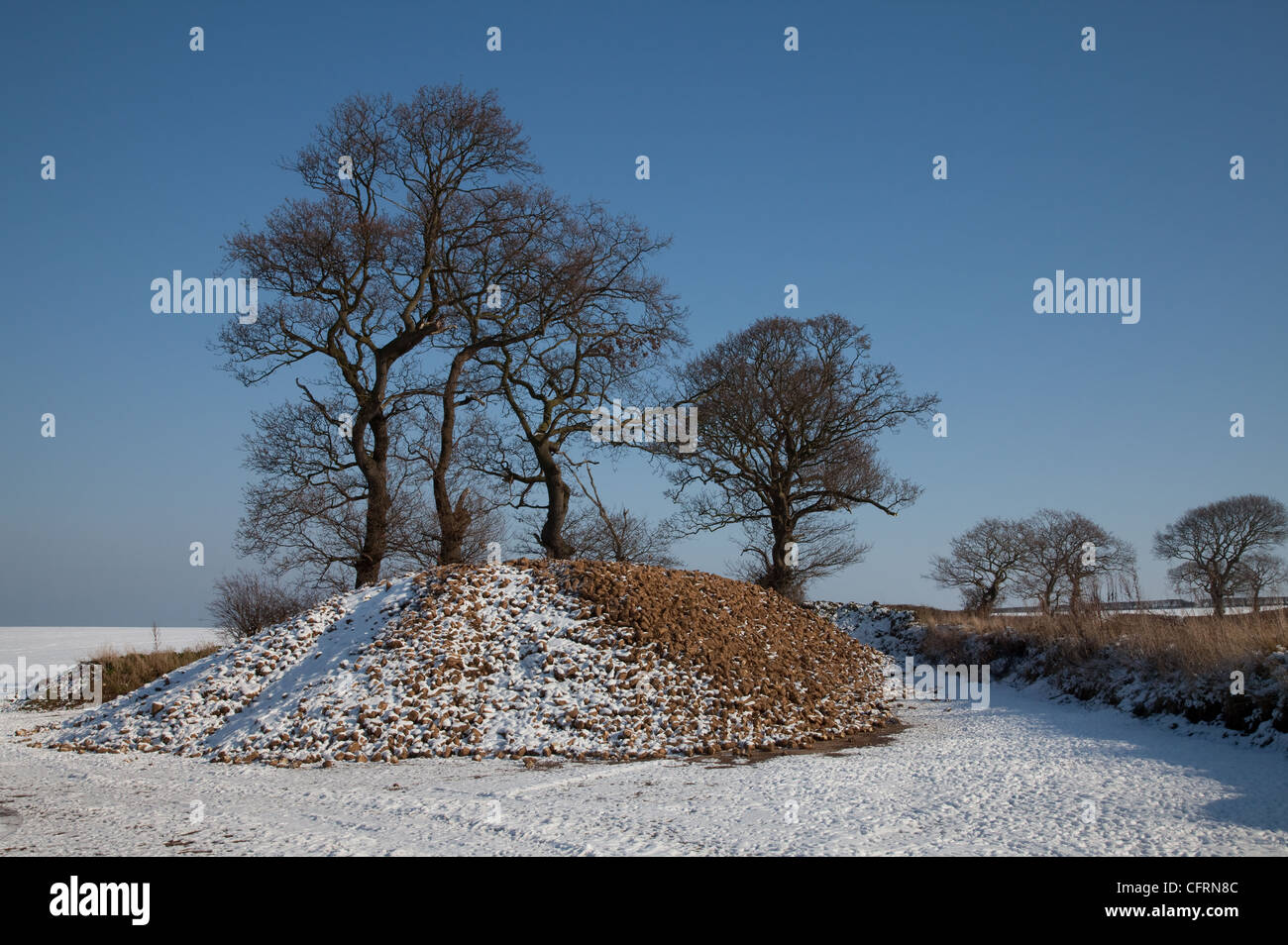 Snow covered crops in winter Stock Photo - Alamy