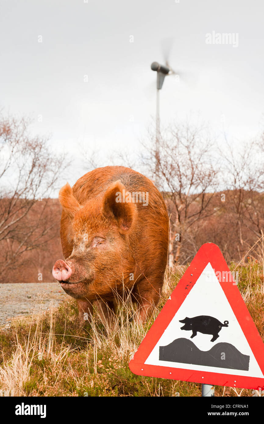 Pig triangle hi-res stock photography and images - Alamy