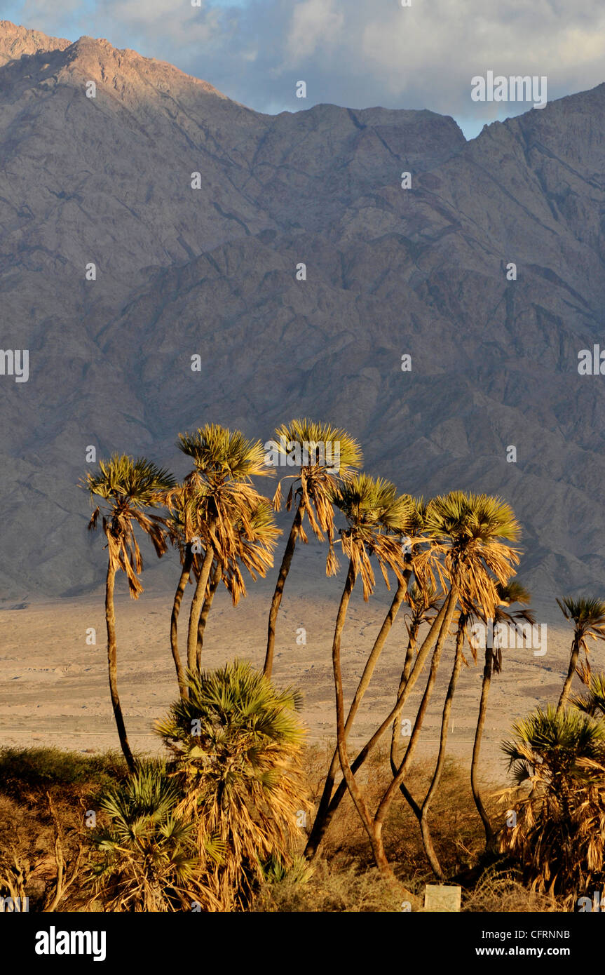 Doum palm tree hyphaene thebaica hi-res stock photography and images ...