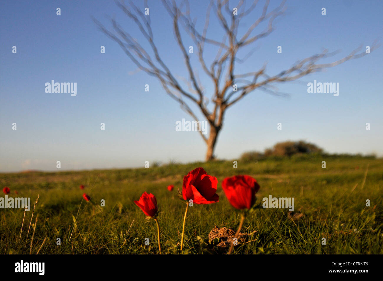 Negev desert. Eilat Mts, Israel Stock Photo - Alamy