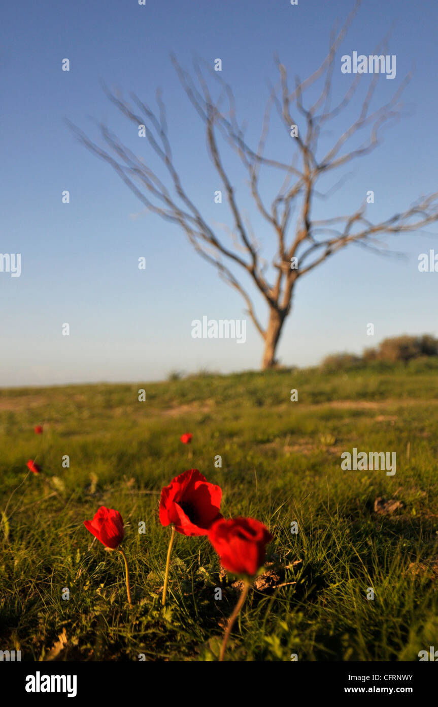 Negev desert. Eilat Mts, Israel Stock Photo - Alamy