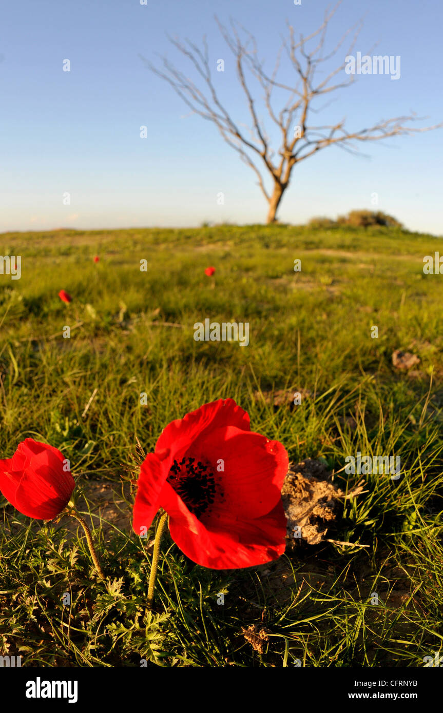 Negev desert. Eilat Mts, Israel Stock Photo - Alamy
