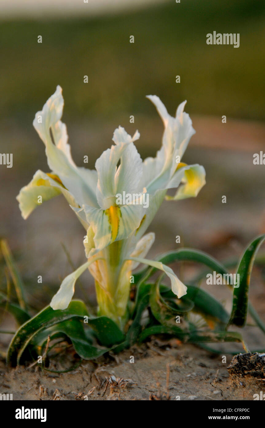 Negev desert. Eilat Mts, Israel Stock Photo - Alamy