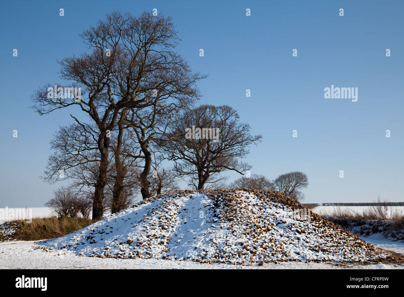 Snow covered crops in winter Stock Photo - Alamy