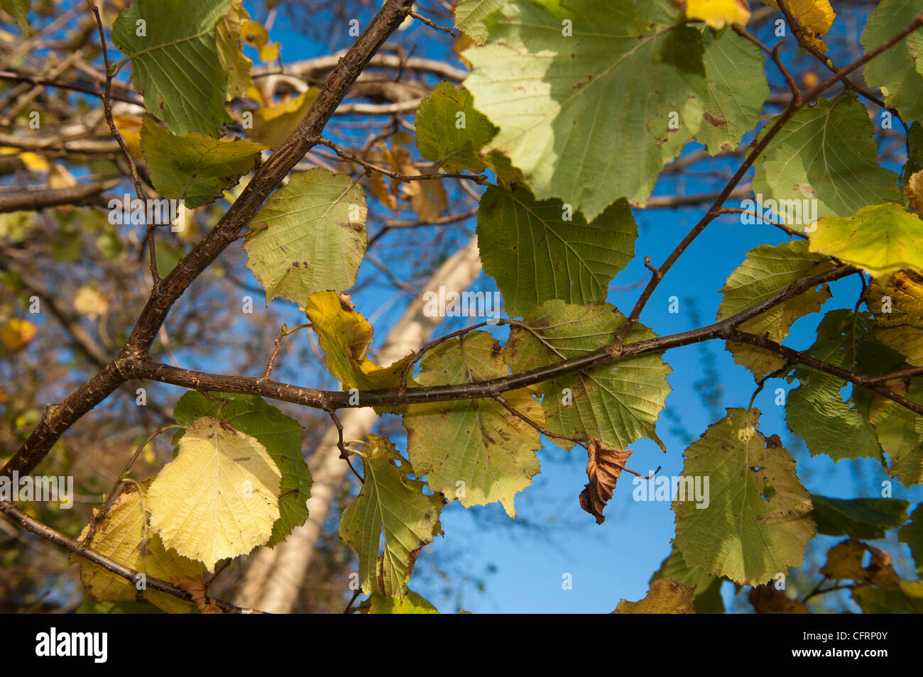 Hazel leaves in autumn against blue sky. Corylus avellana Stock Photo ...