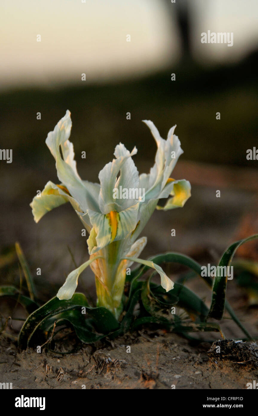 Negev desert. Eilat Mts, Israel Stock Photo - Alamy