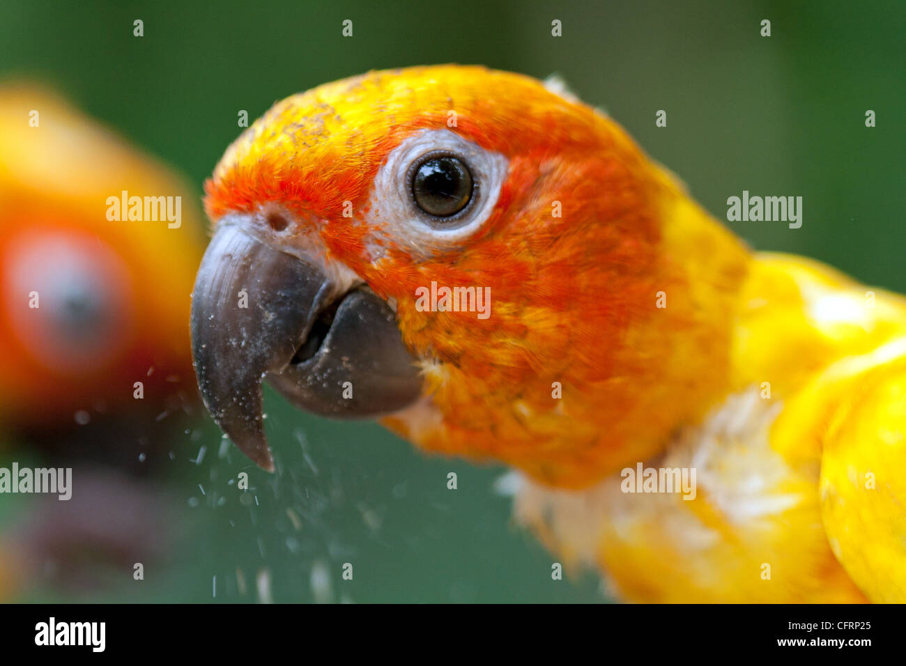 Food parrot hi-res stock photography and images - Alamy