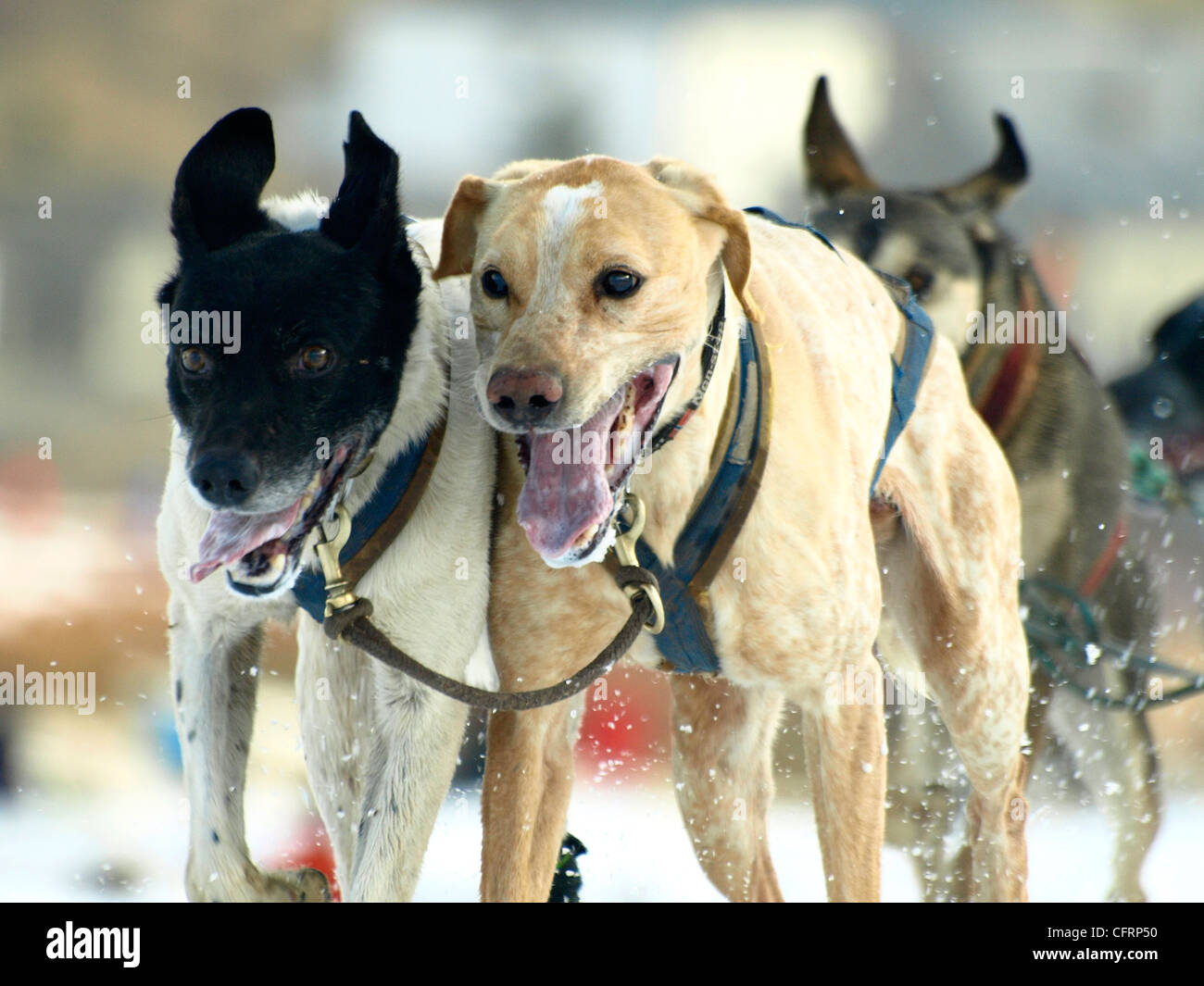 Sleighdogs hi-res stock photography and images - Alamy