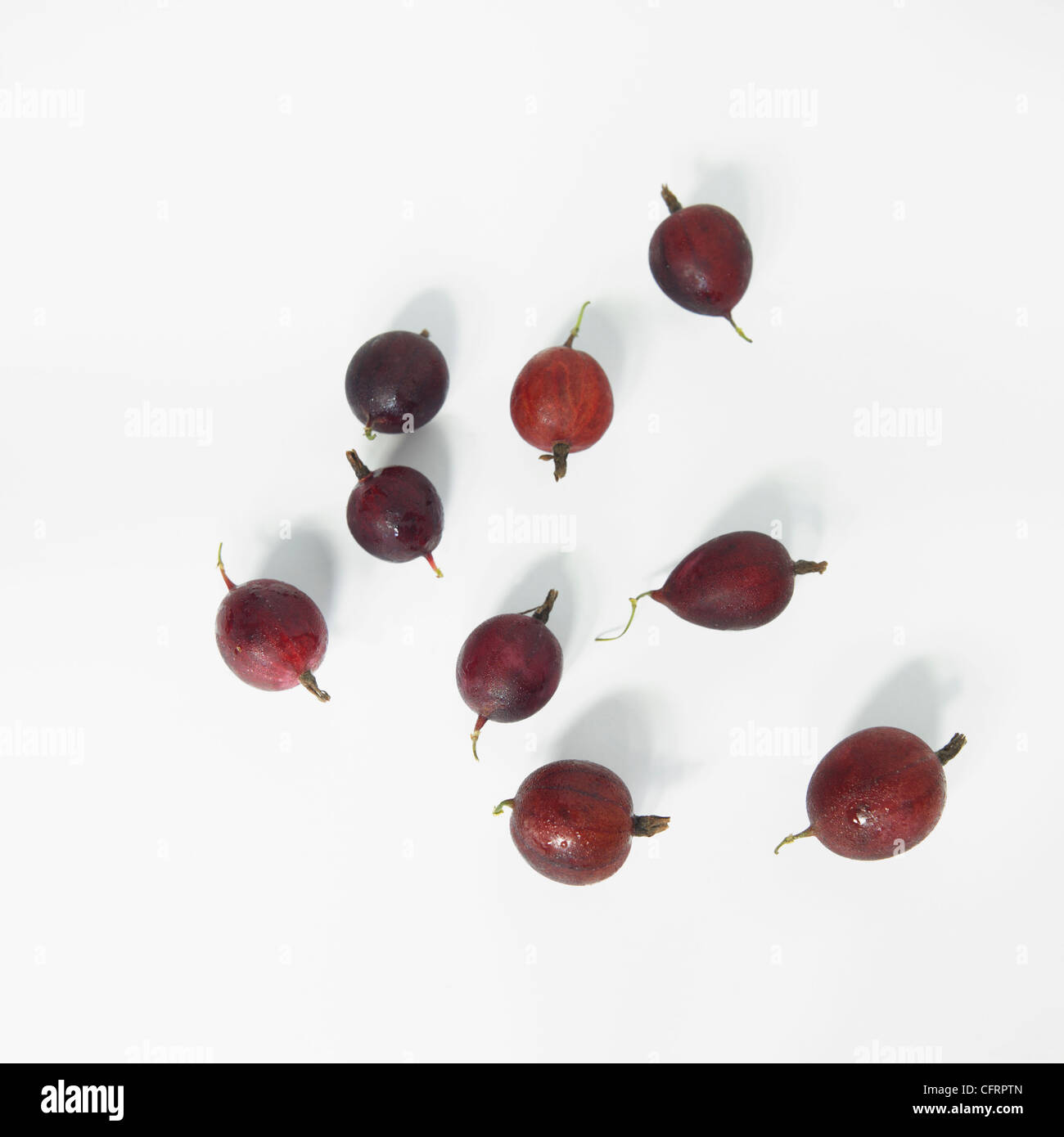 Still life with white goose hi-res stock photography and images - Alamy