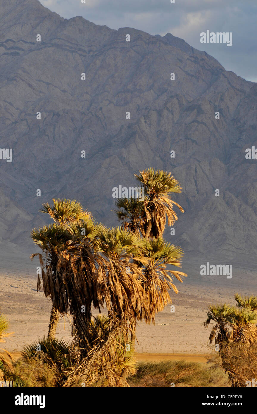 Dom Palm trees in the negev desert. Eilat Mts Stock Photo - Alamy