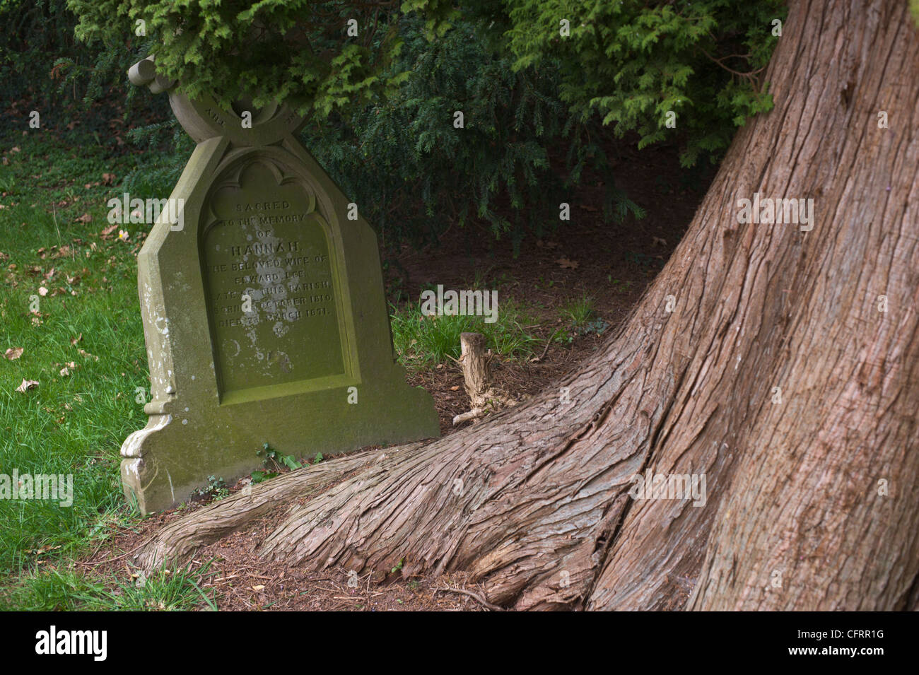 Graveyard yew stone tree hi-res stock photography and images - Alamy