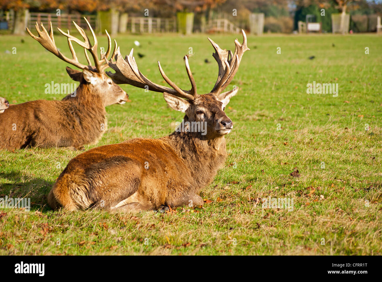 Red deer stag lazing in the sun Stock Photo - Alamy