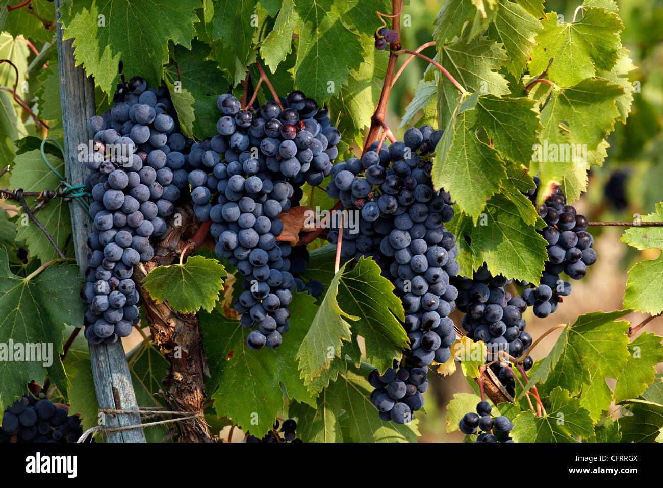 Lush grapes ready for harvest in vineyard, near Pollzano, Chianti ...