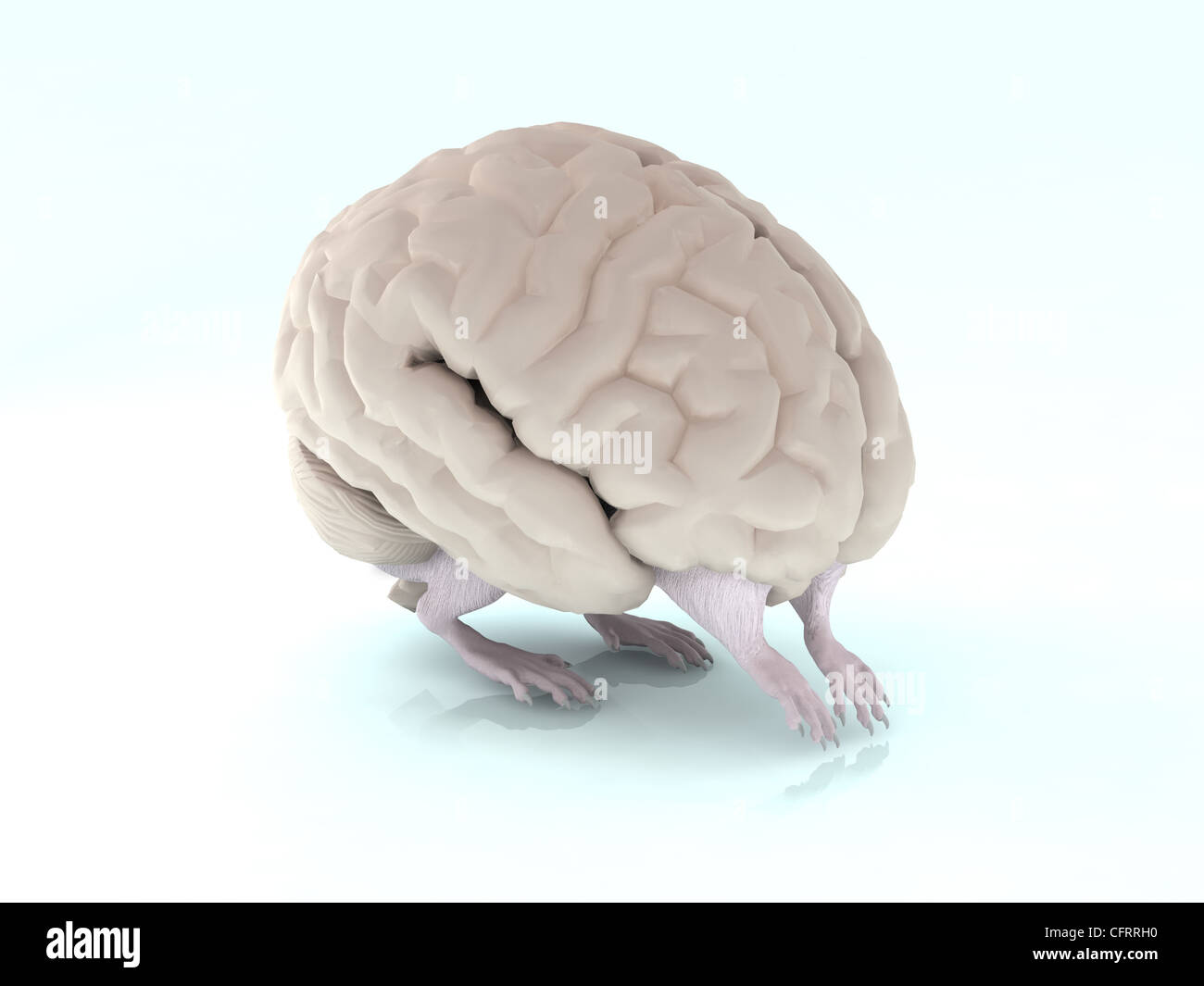 brain walking on white background 3d illustration Stock Photo - Alamy