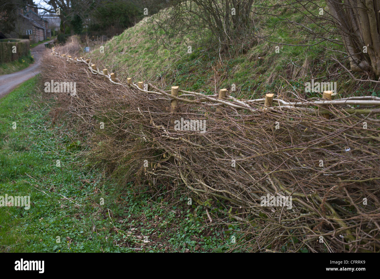 Laid hedges hi-res stock photography and images - Alamy
