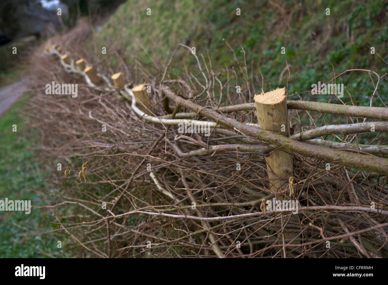 Laid hedges hi-res stock photography and images - Alamy