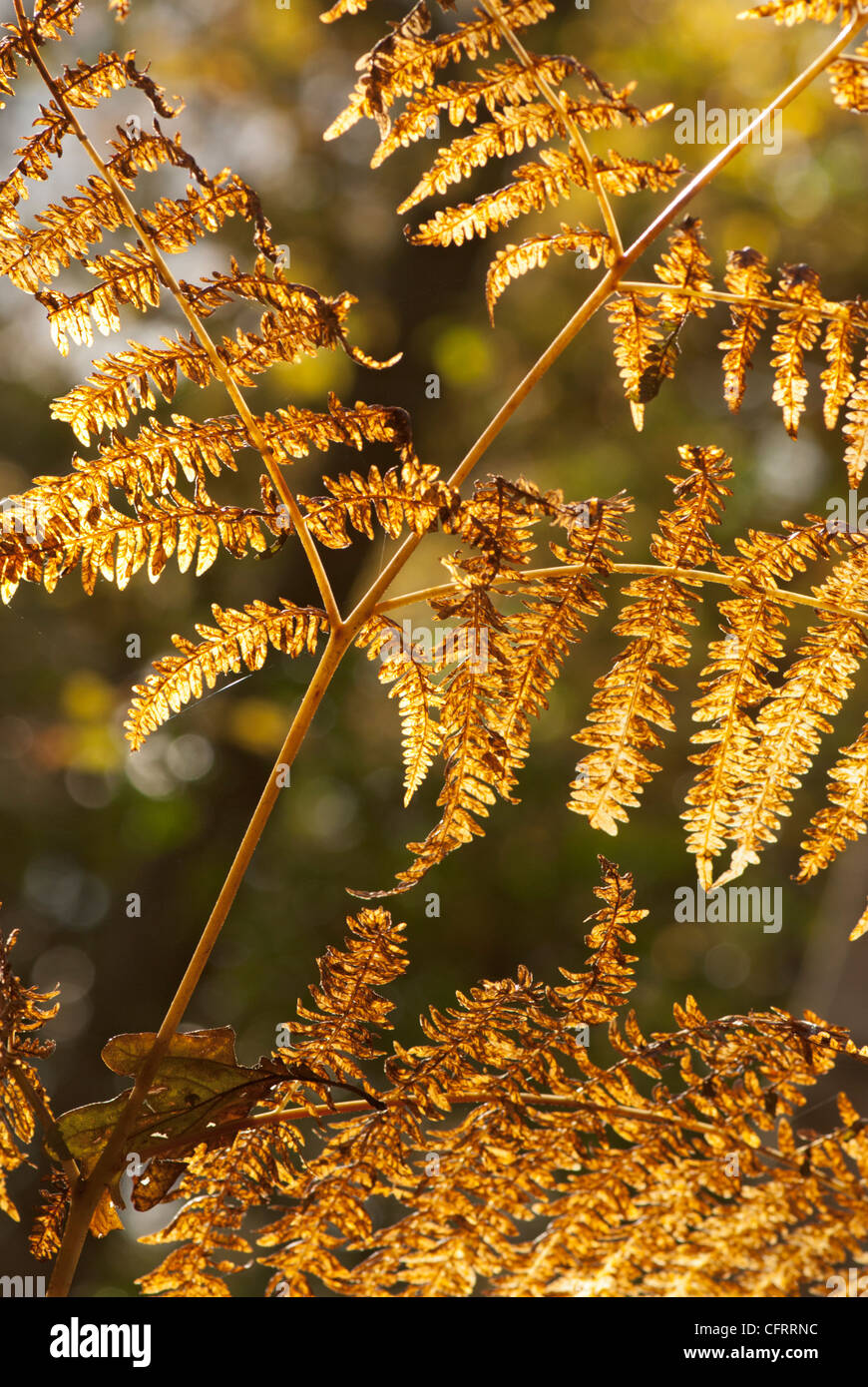 Fern Leaf Backlit by Sun Stock Photo - Alamy