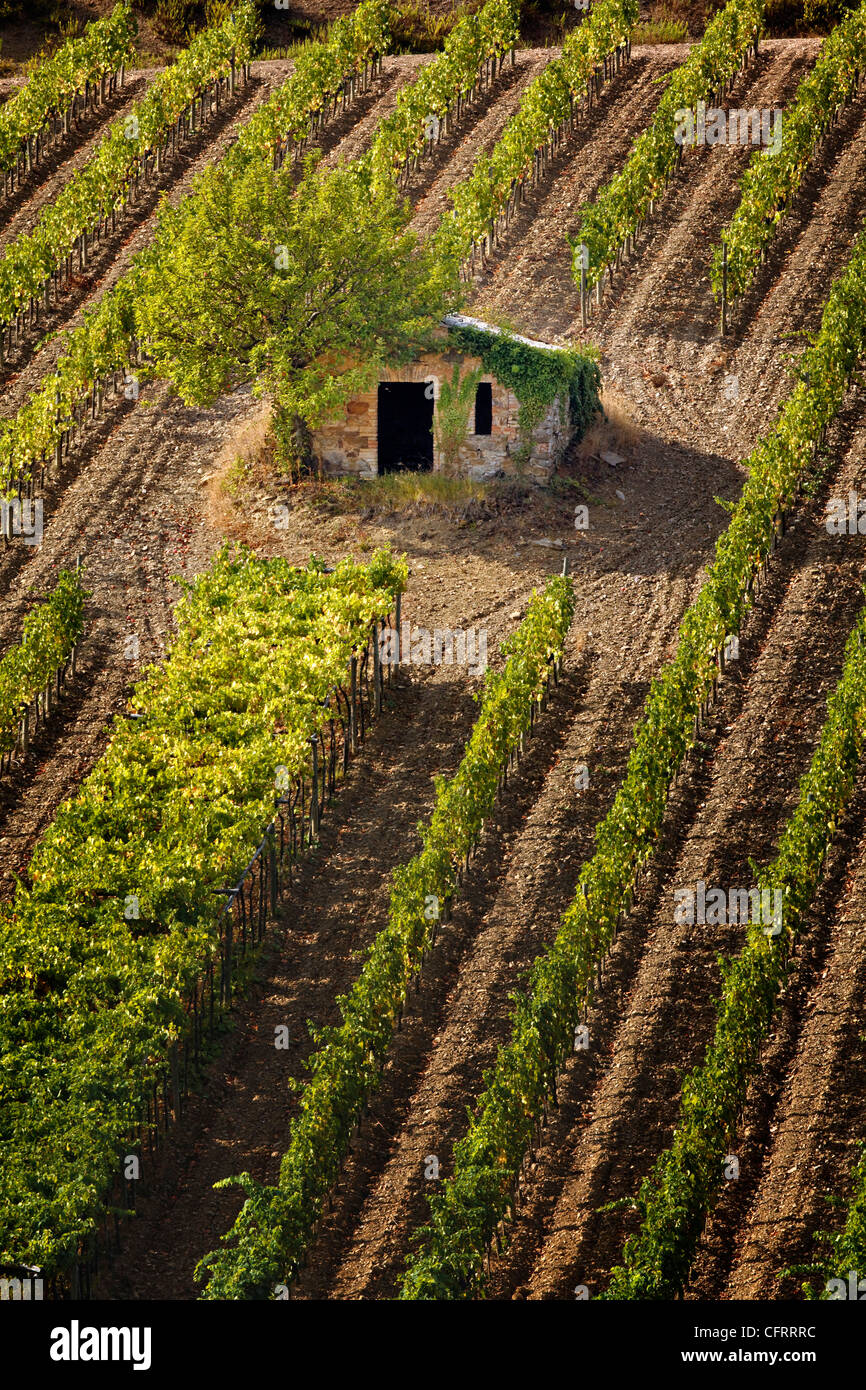 Small stone barn in vineyard, near Montalcino, Italy, Tuscany Stock ...