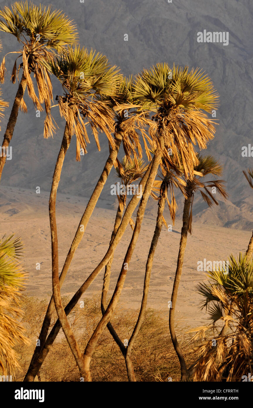 Dom Palm trees in the negev desert Eilat Mts Stock Photo - Alamy