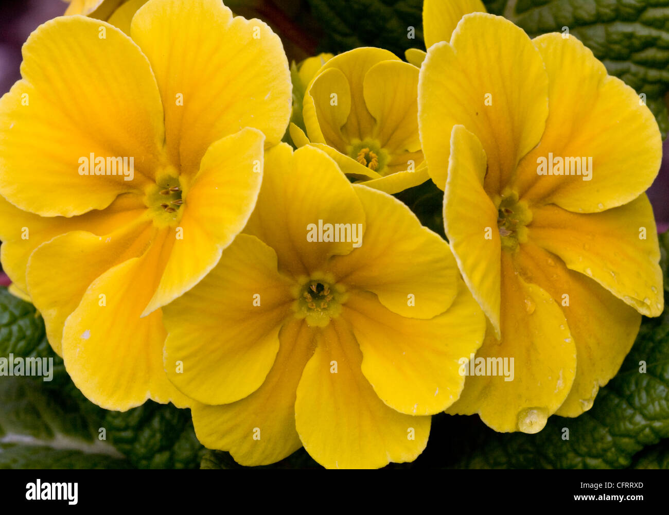 Primula polyanthus hi-res stock photography and images - Alamy