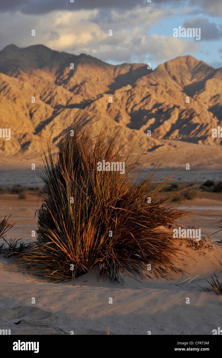 Desert brush and mountain scenery Stock Photo - Alamy