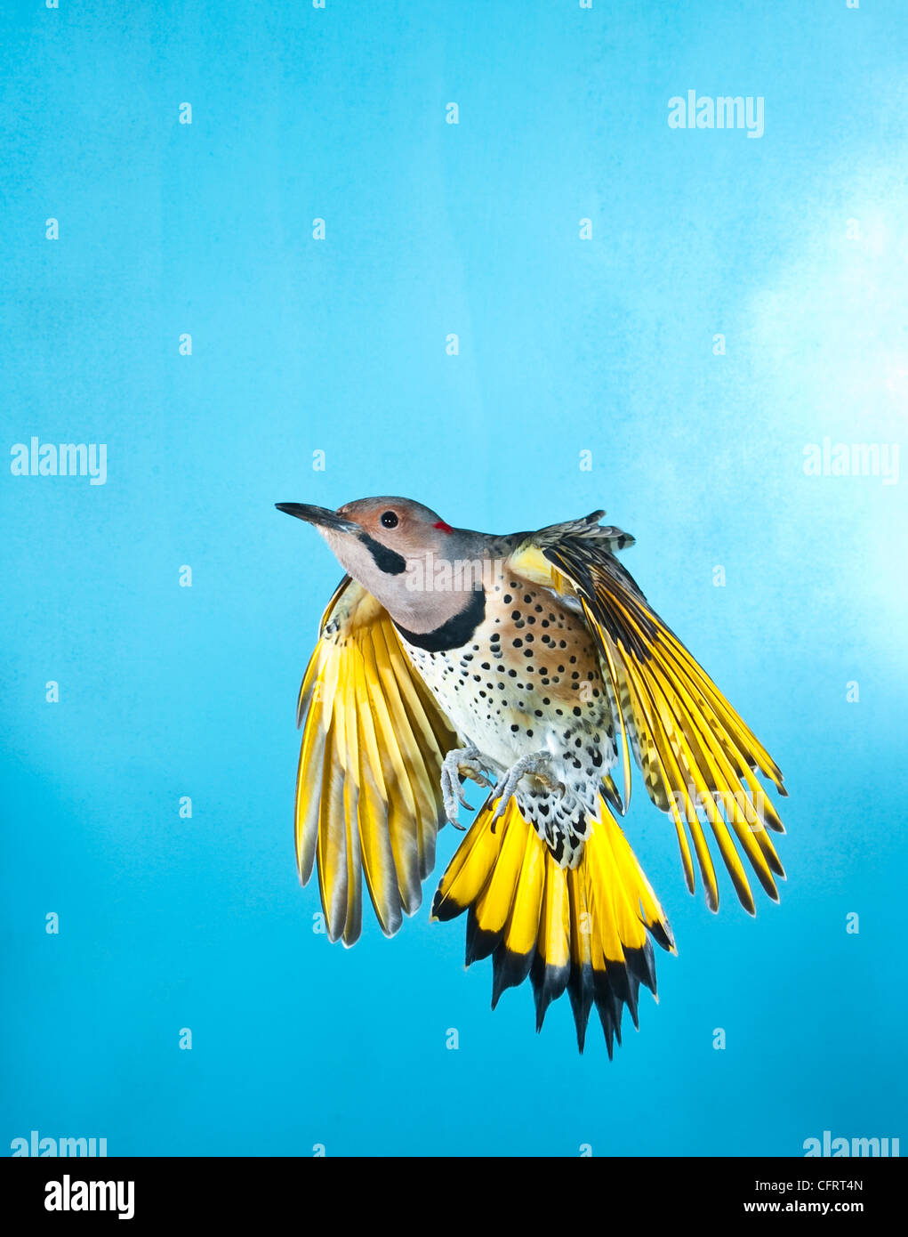 North America, USA, Minnesota, Northern Flicker Flying Stock Photo - Alamy