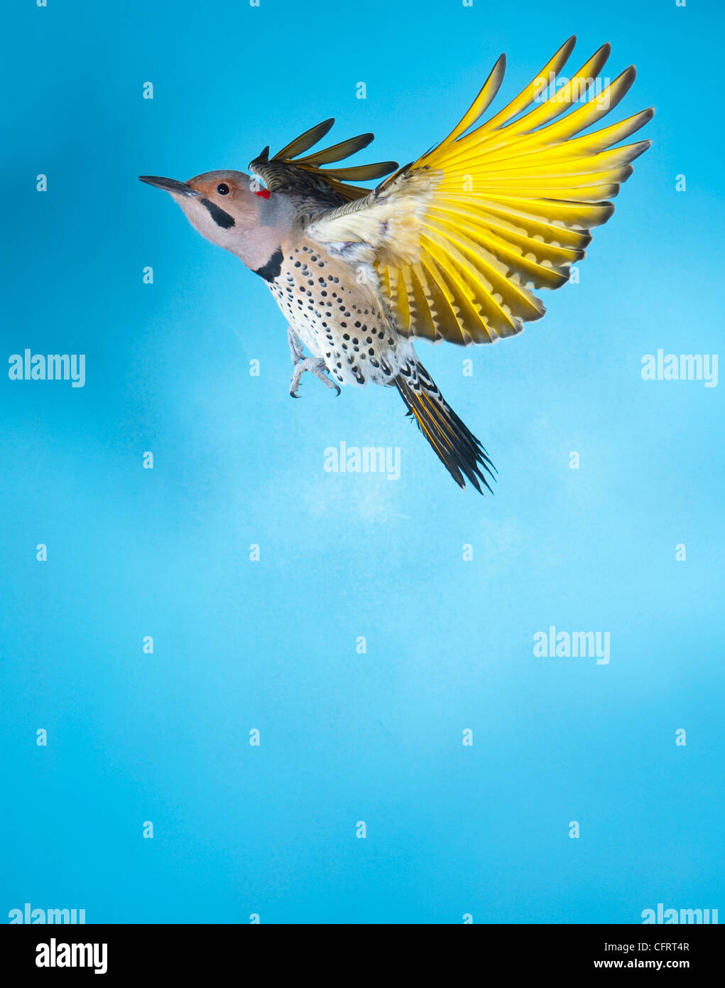 North America, USA, Minnesota, Northern Flicker Flying Stock Photo - Alamy