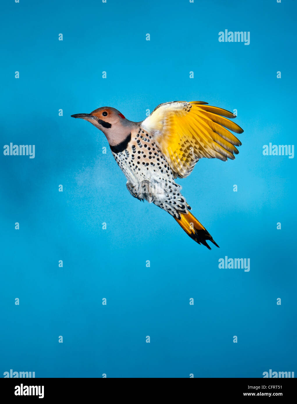 North America, USA, Minnesota, Northern Flicker Flying Stock Photo - Alamy