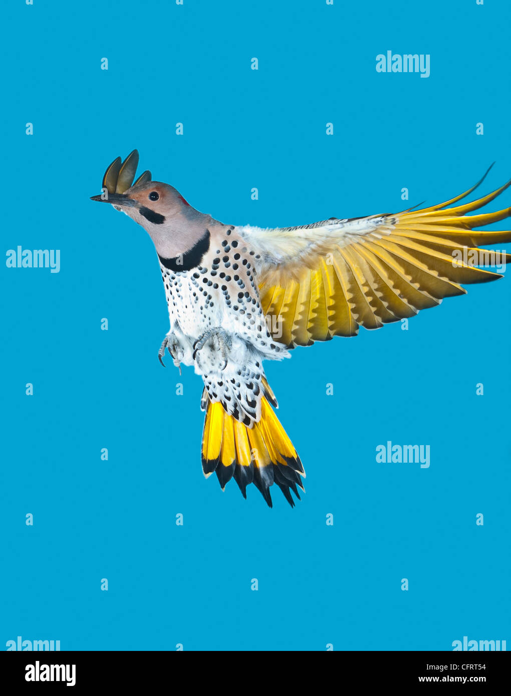 North America, USA, Minnesota, Northern Flicker Flying Stock Photo - Alamy