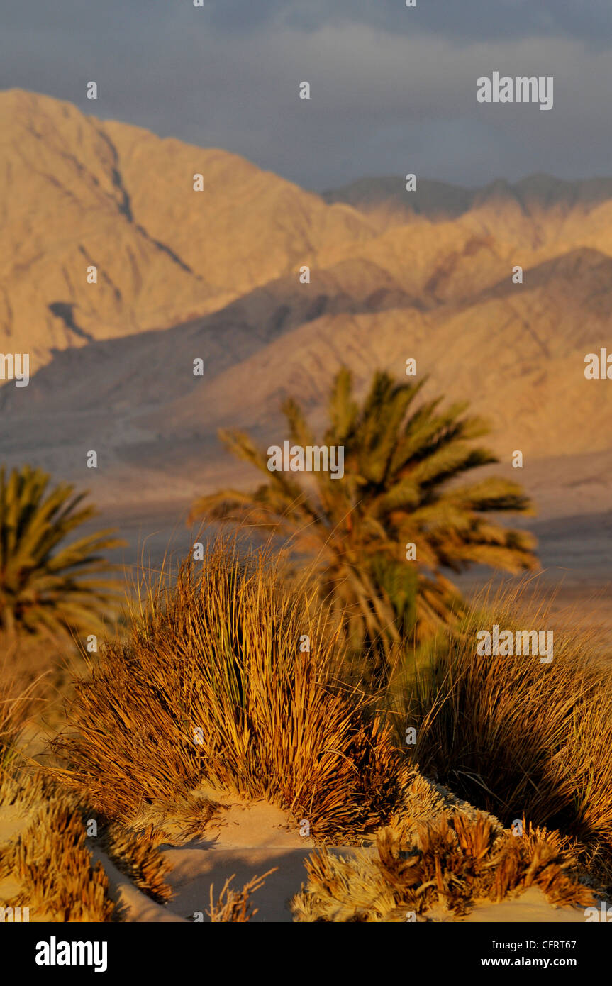 The mountains of Moab on the Arabah Valley Stock Photo - Alamy