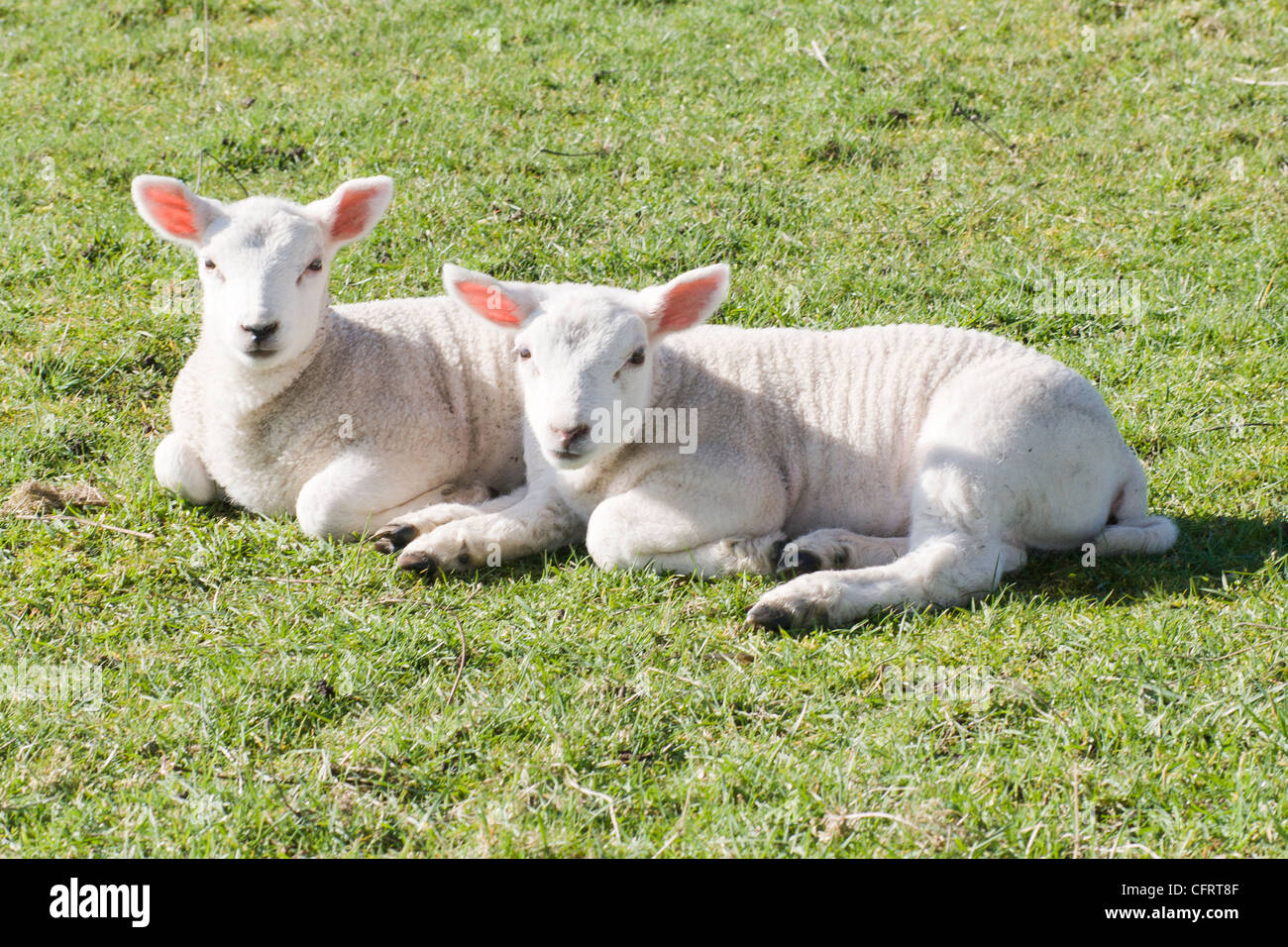 English lambs in spring hi-res stock photography and images - Alamy