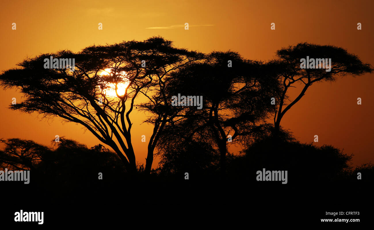 Umbrella acacia tree, early morning, Amboseli National Park, Kenya ...
