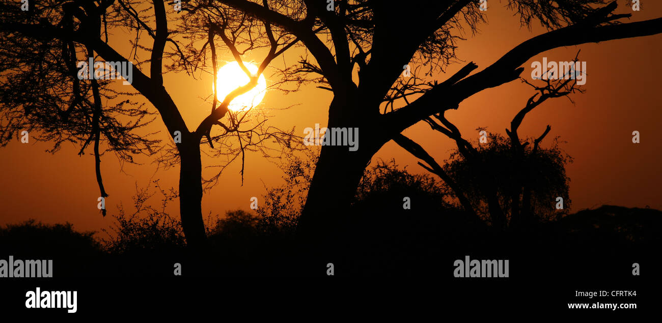 Umbrella acacia tree, early morning, Amboseli National Park, Kenya ...