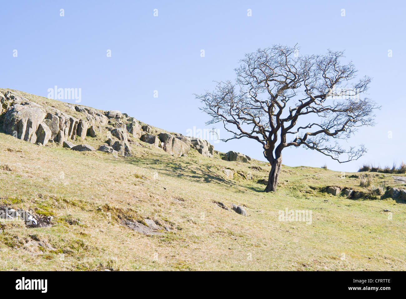 Hadrians wall and tree hi-res stock photography and images - Alamy