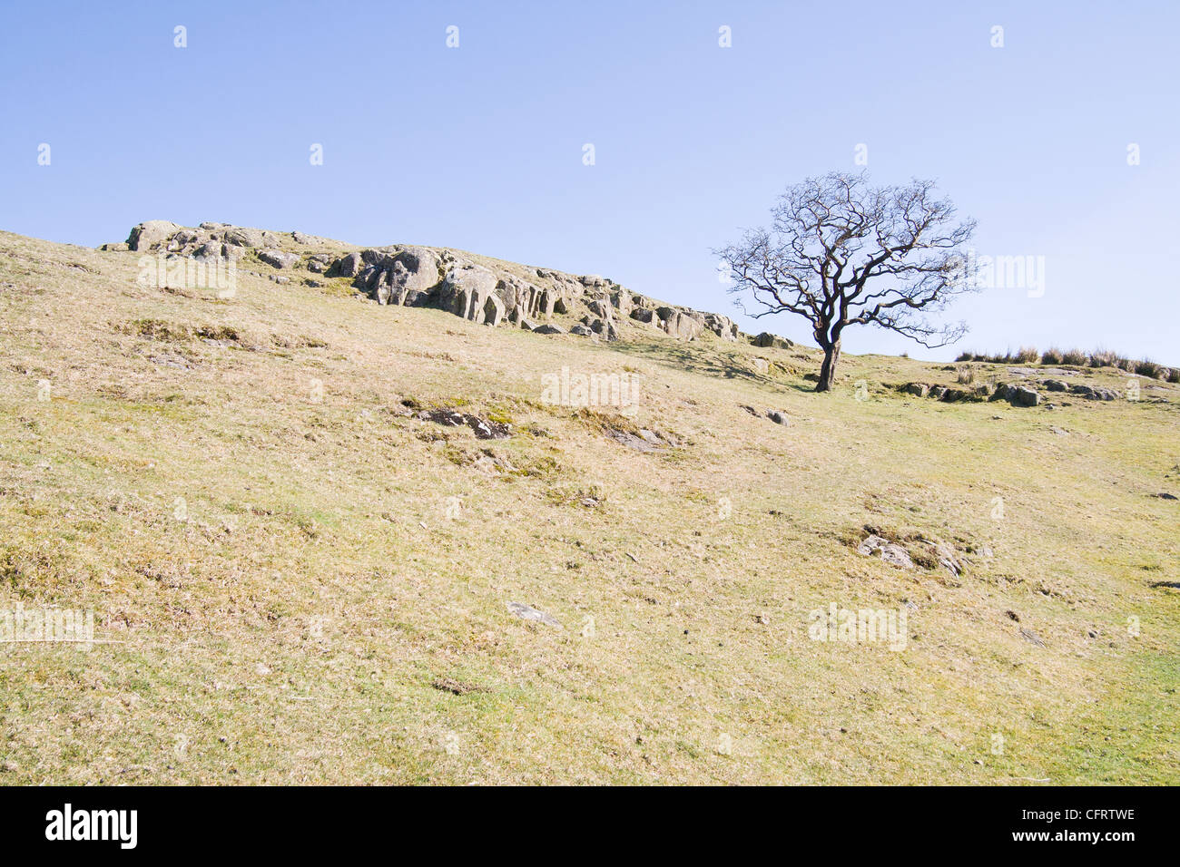 a solitary tree at Hadrian's Wall - England Stock Photo - Alamy