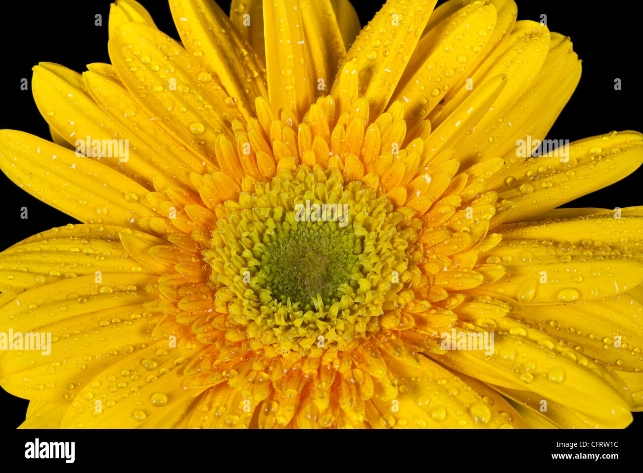 yellow gerbera daisy Stock Photo - Alamy
