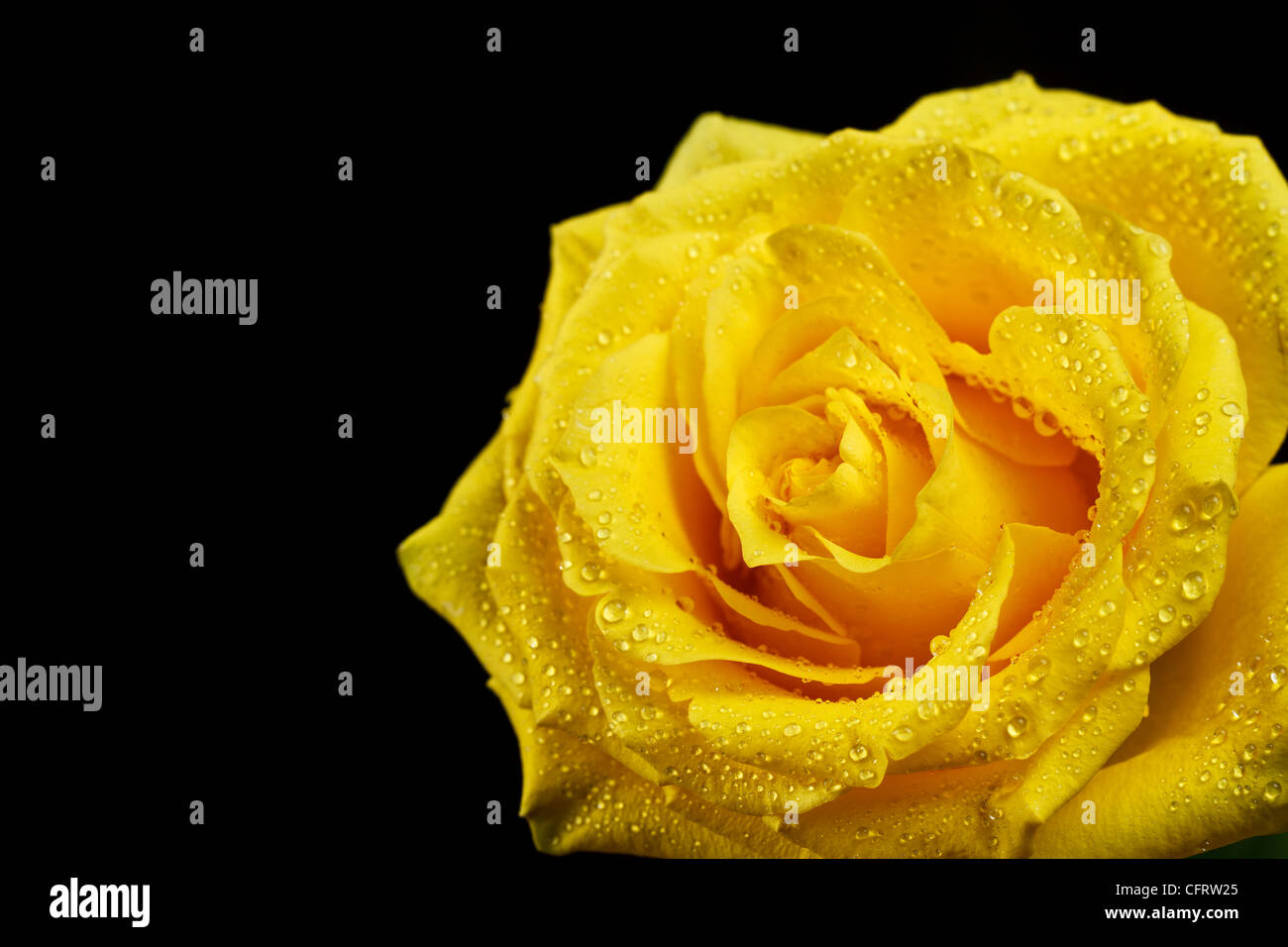 yellow rose closeup Stock Photo - Alamy