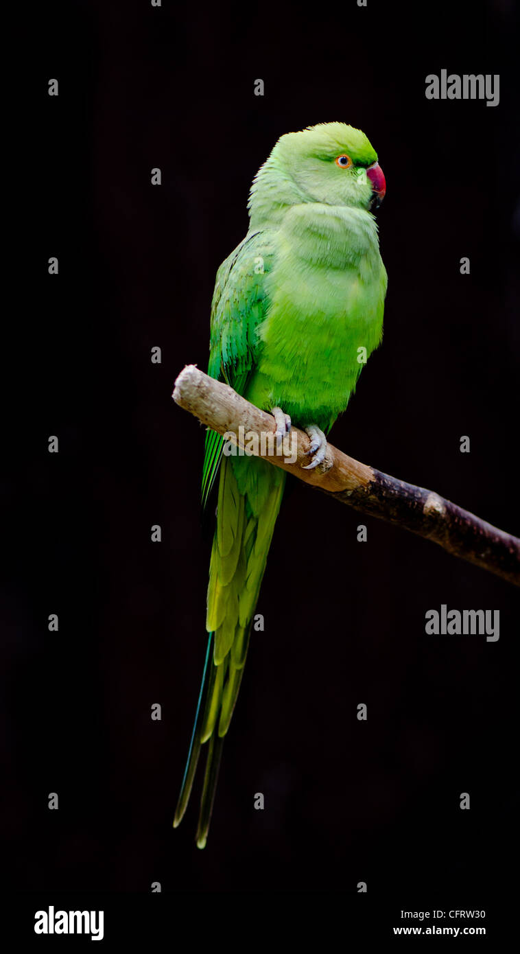 Green parrot hi-res stock photography and images - Alamy