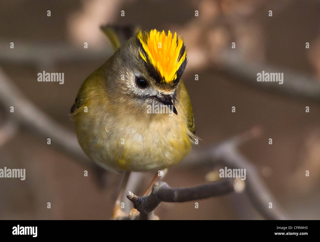 Goldcrest singing on a gorse bush at Birgham in the Scottish Borders ...