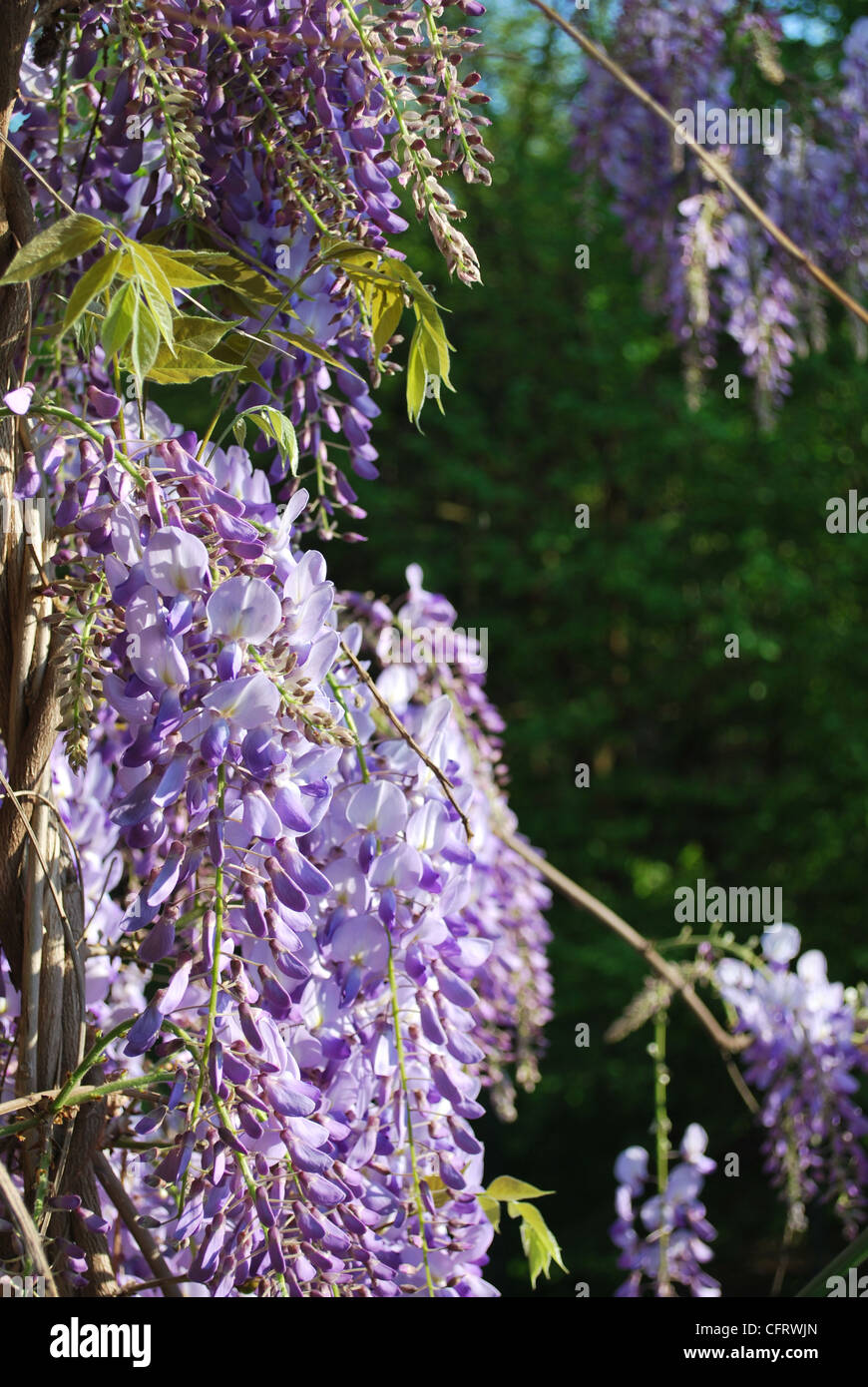 Cascade of violet wisteria flowers in a sunny day in spring on green ...