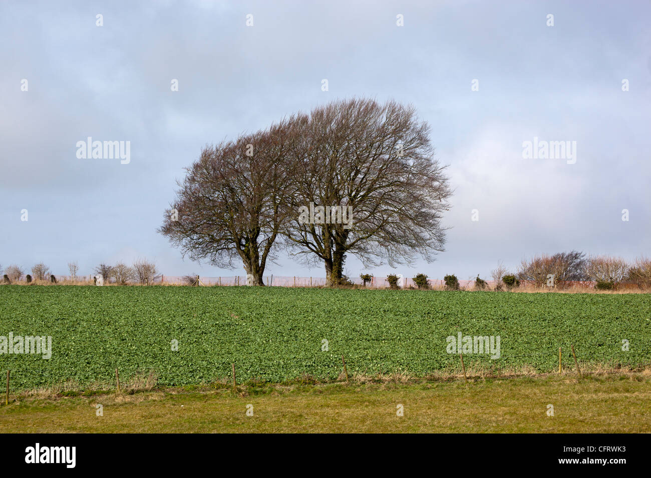 Pair of Trees Stock Photo - Alamy