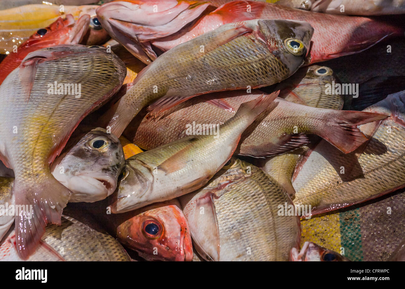 Heap of freshly caught dead fish Stock Photo - Alamy