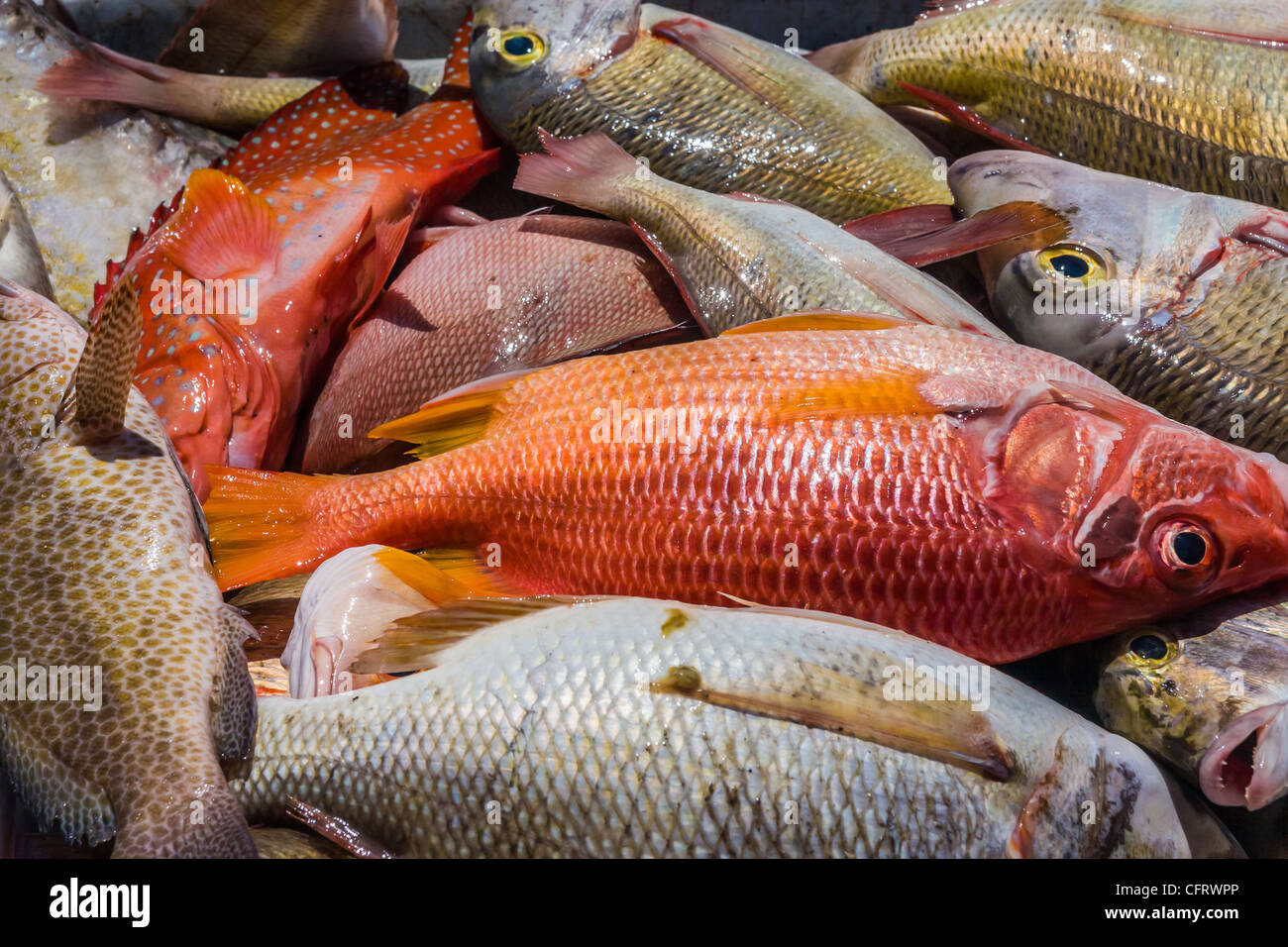 Heap of freshly caught dead fish Stock Photo - Alamy