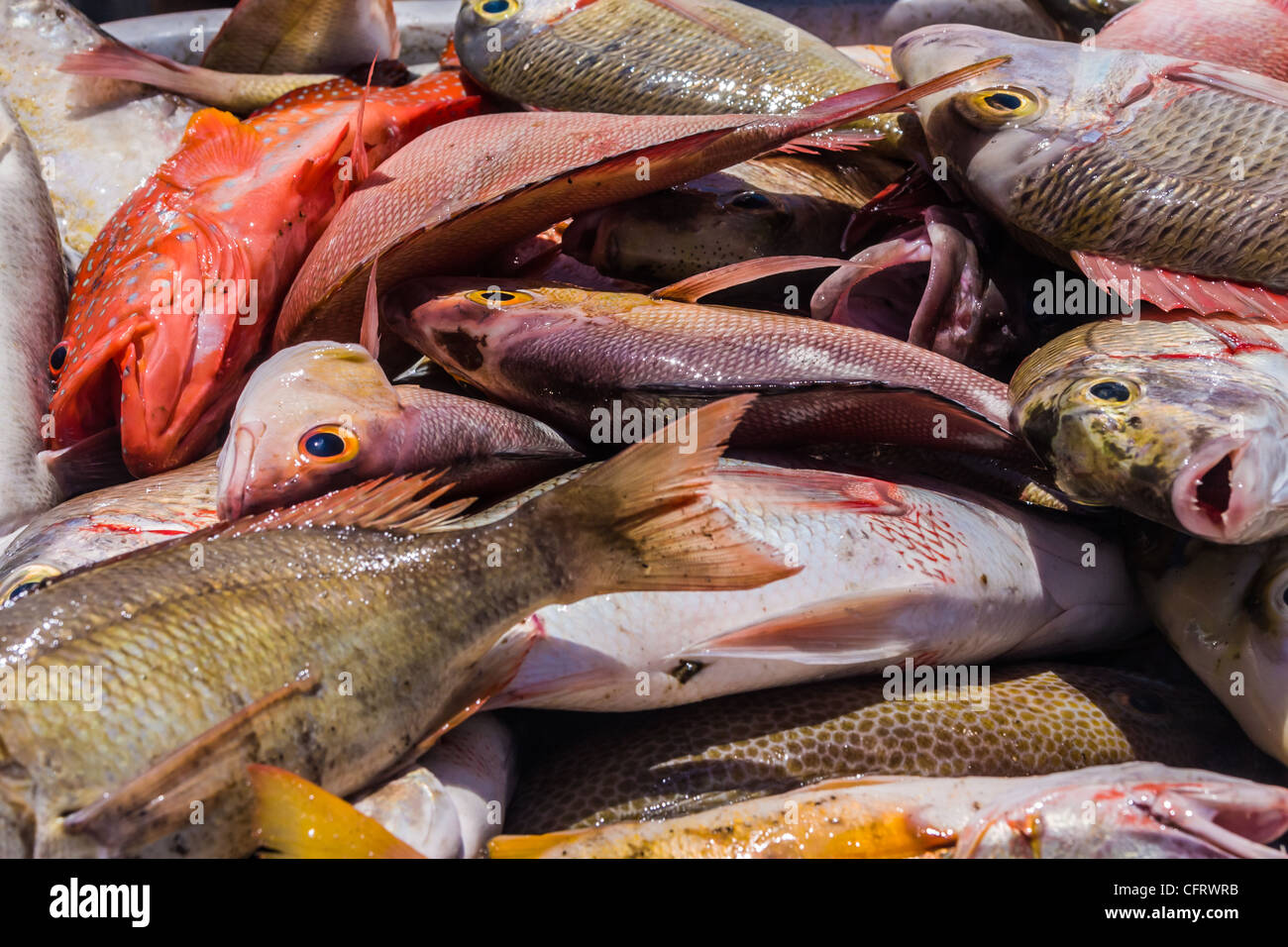 Heap of freshly caught dead fish Stock Photo - Alamy