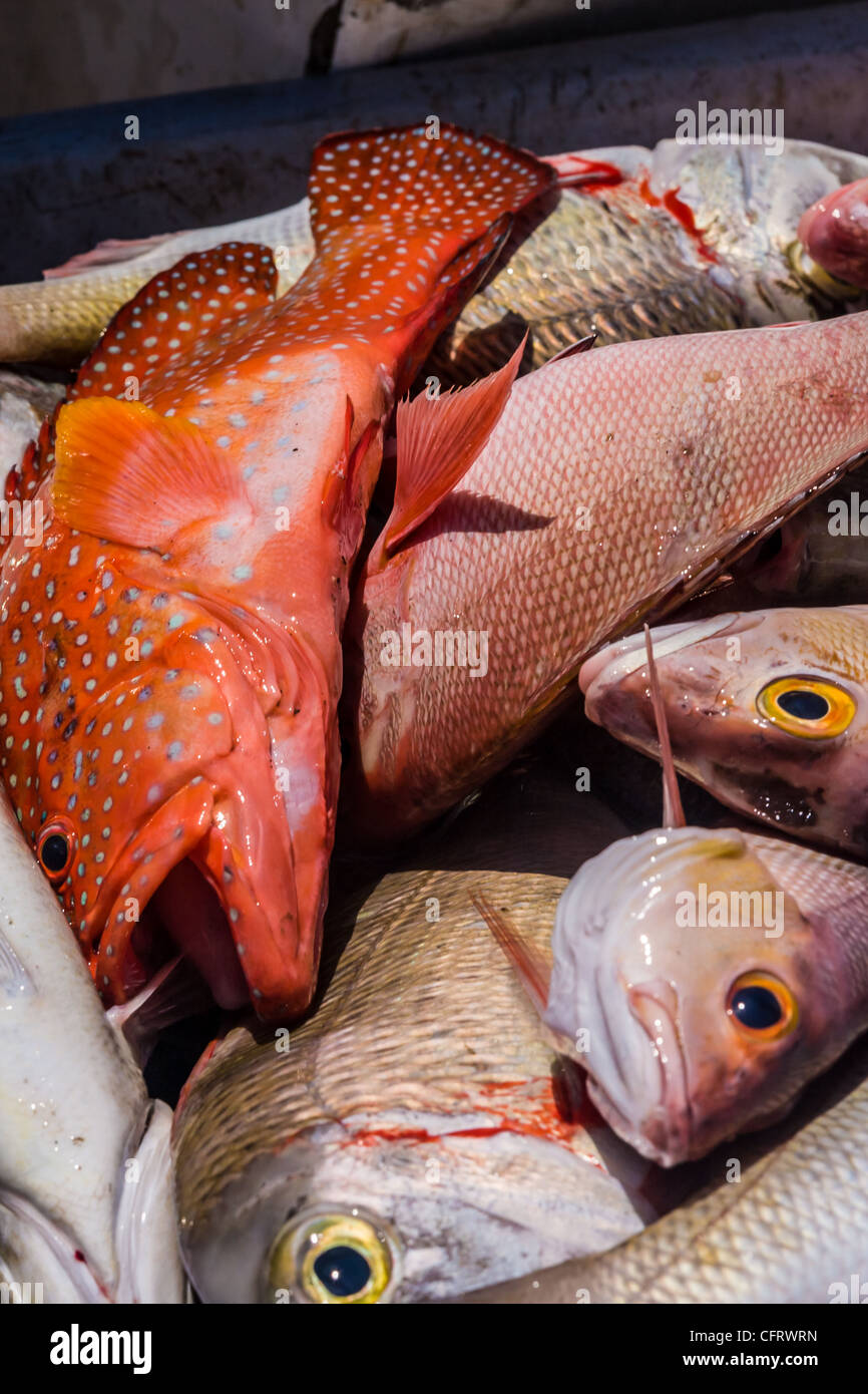 Heap of freshly caught dead fish Stock Photo - Alamy