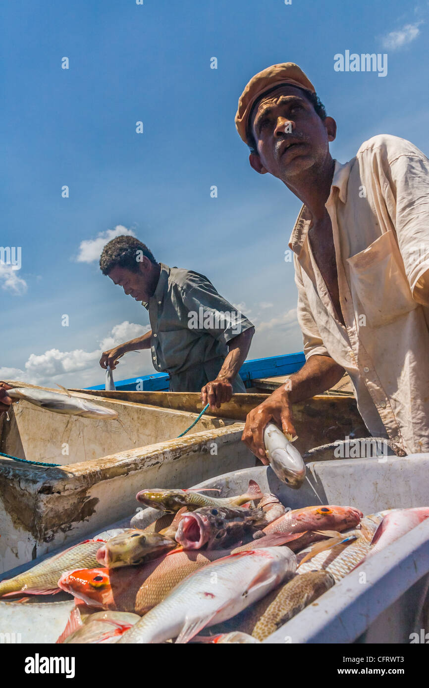 Heap of freshly caught dead fish with fishermen Stock Photo - Alamy