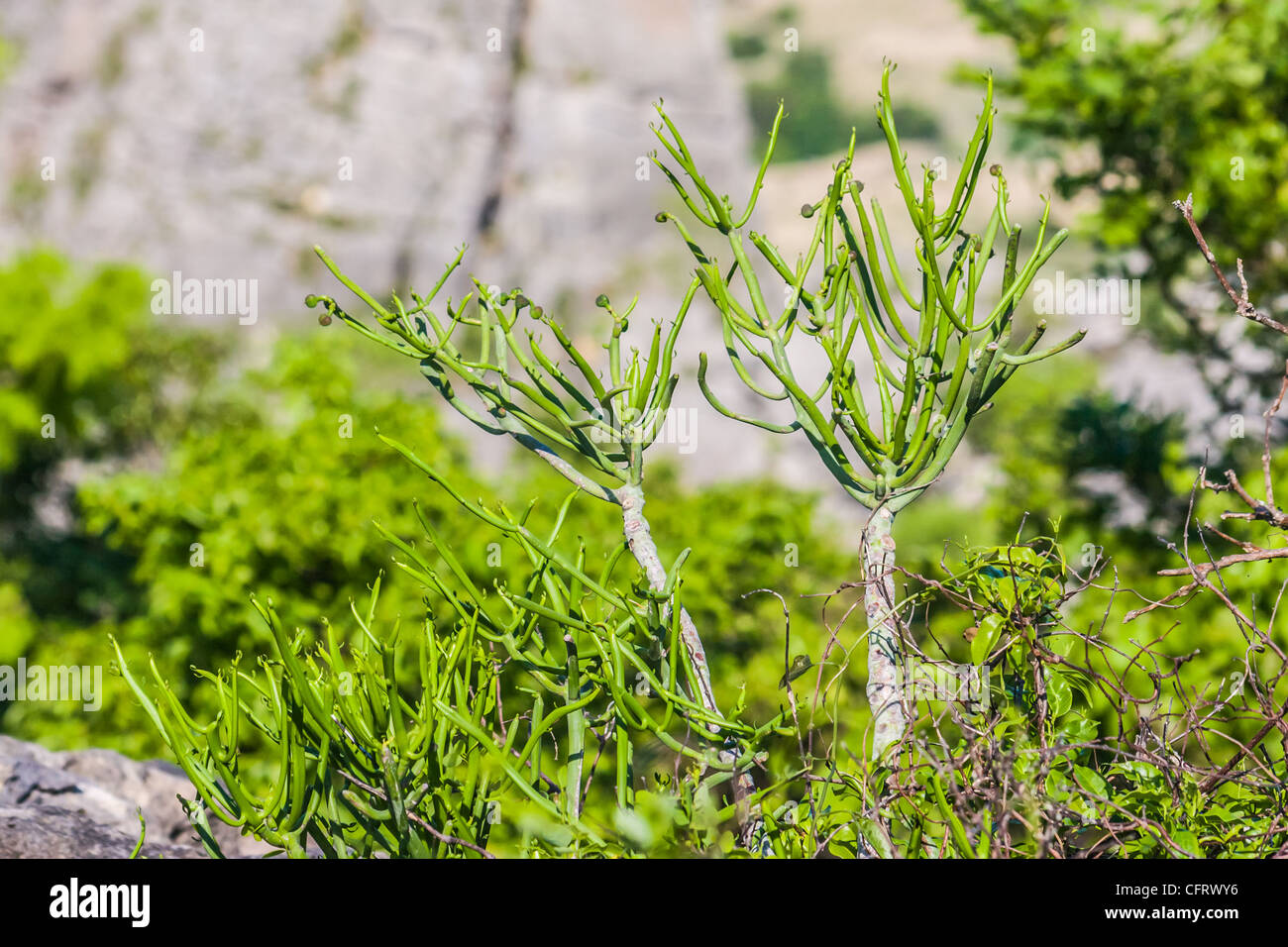 Typical vegetation of northern Madagascar Stock Photo - Alamy
